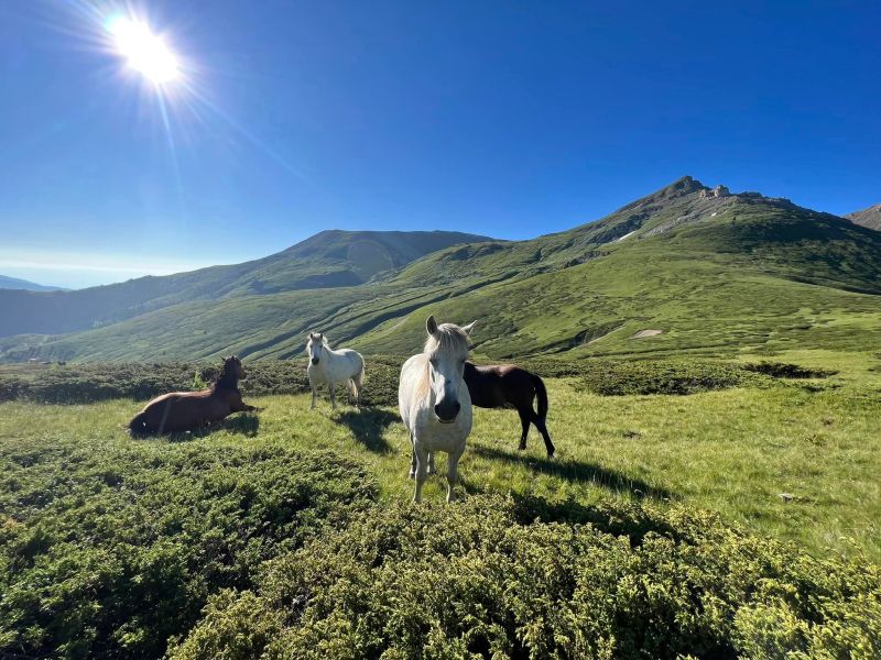 Experience the Best Horse Riding Adventures in Macedonia